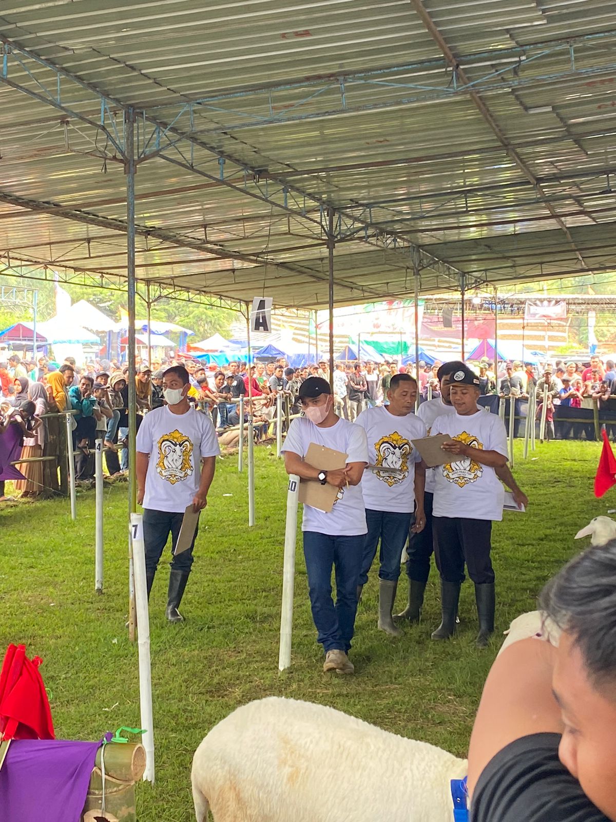 Sheep Beauty Contests Gain Popularity On Java Providing Hope For A