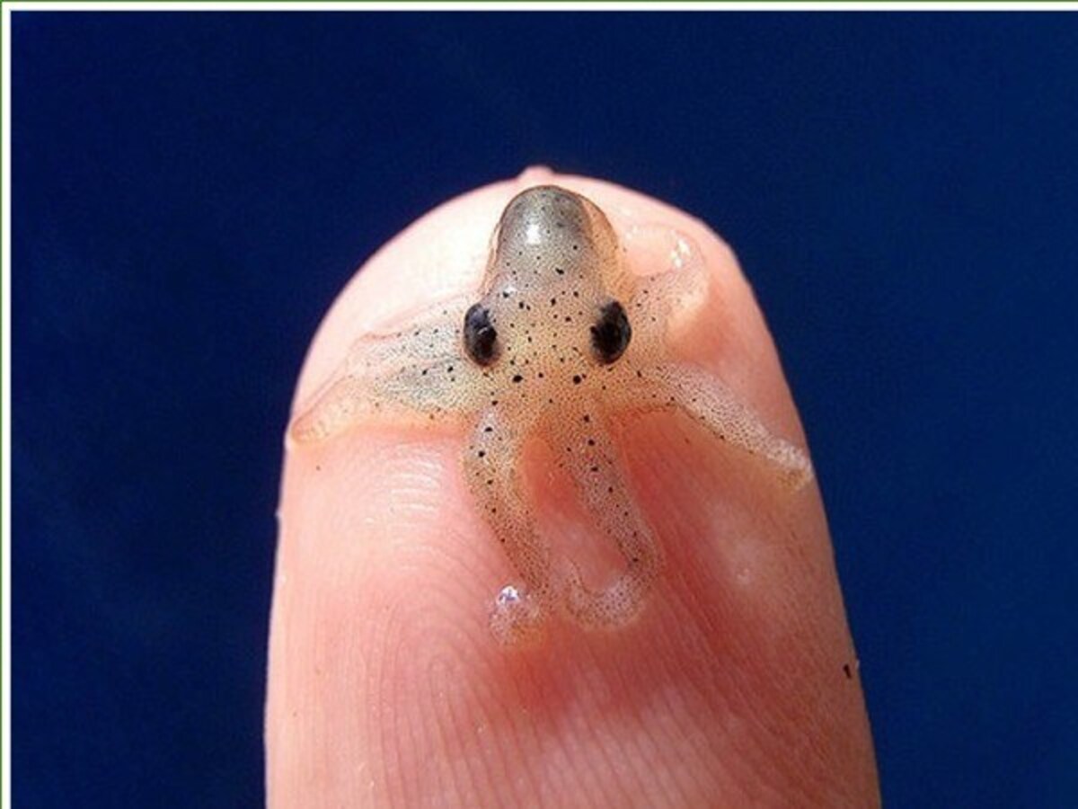 10 Hewan Paling Mungil di Dunia, Ada yang dari Sumatra!