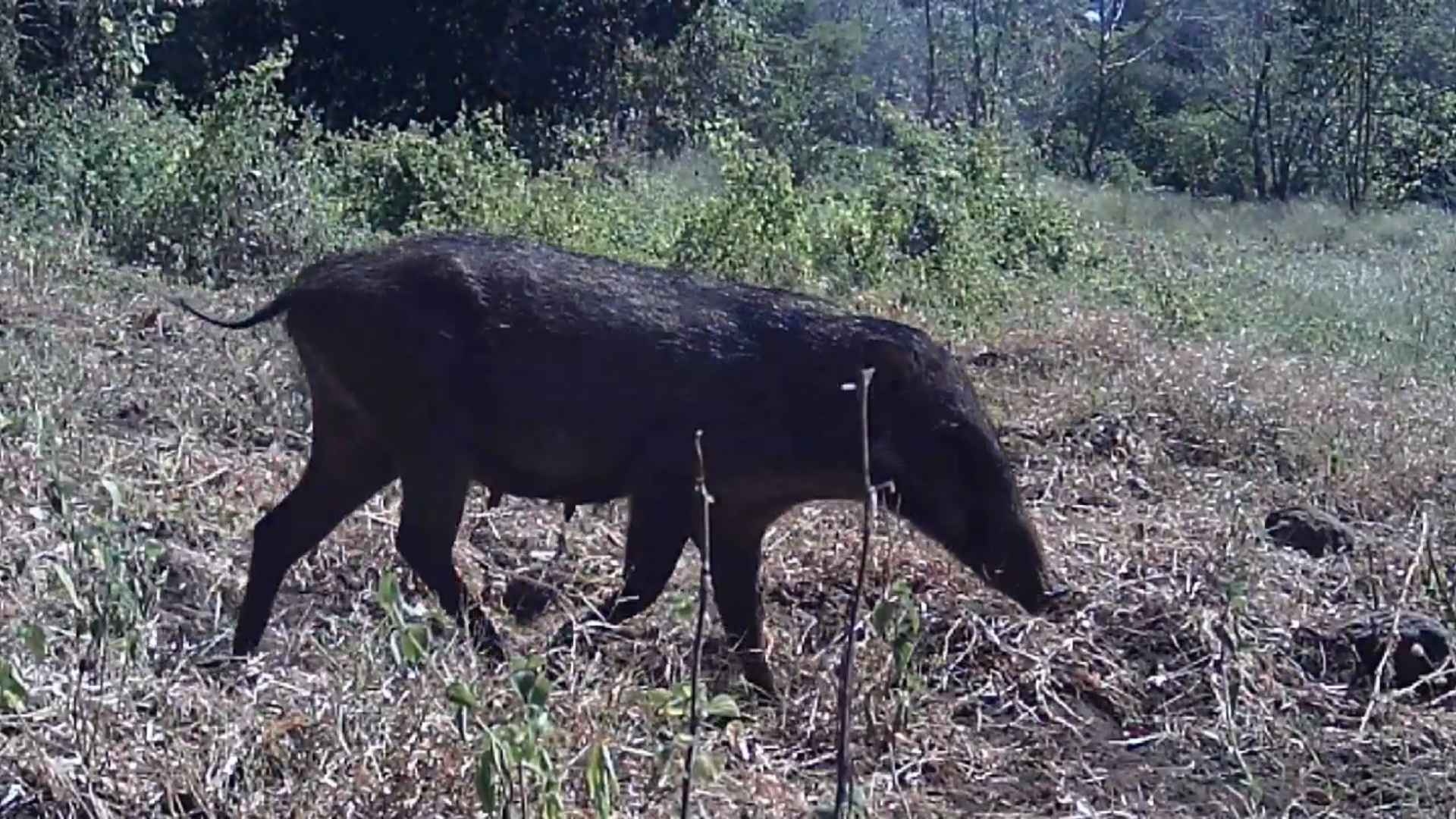 Babi Kutil, Satwa Langka yang Harus Dilindungi