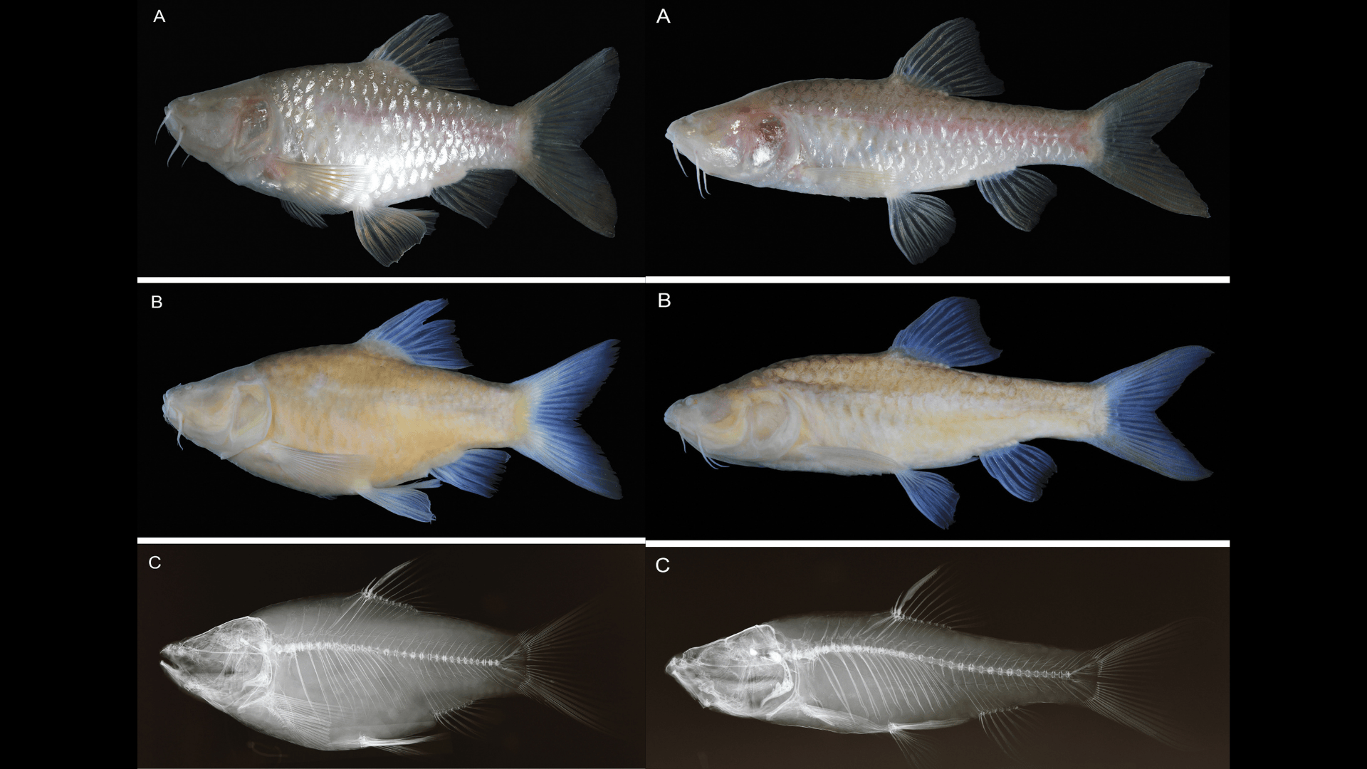 Barbodes klapanunggalensis, Spesies Ikan Baru yang Hidup Tanpa Mata di ...