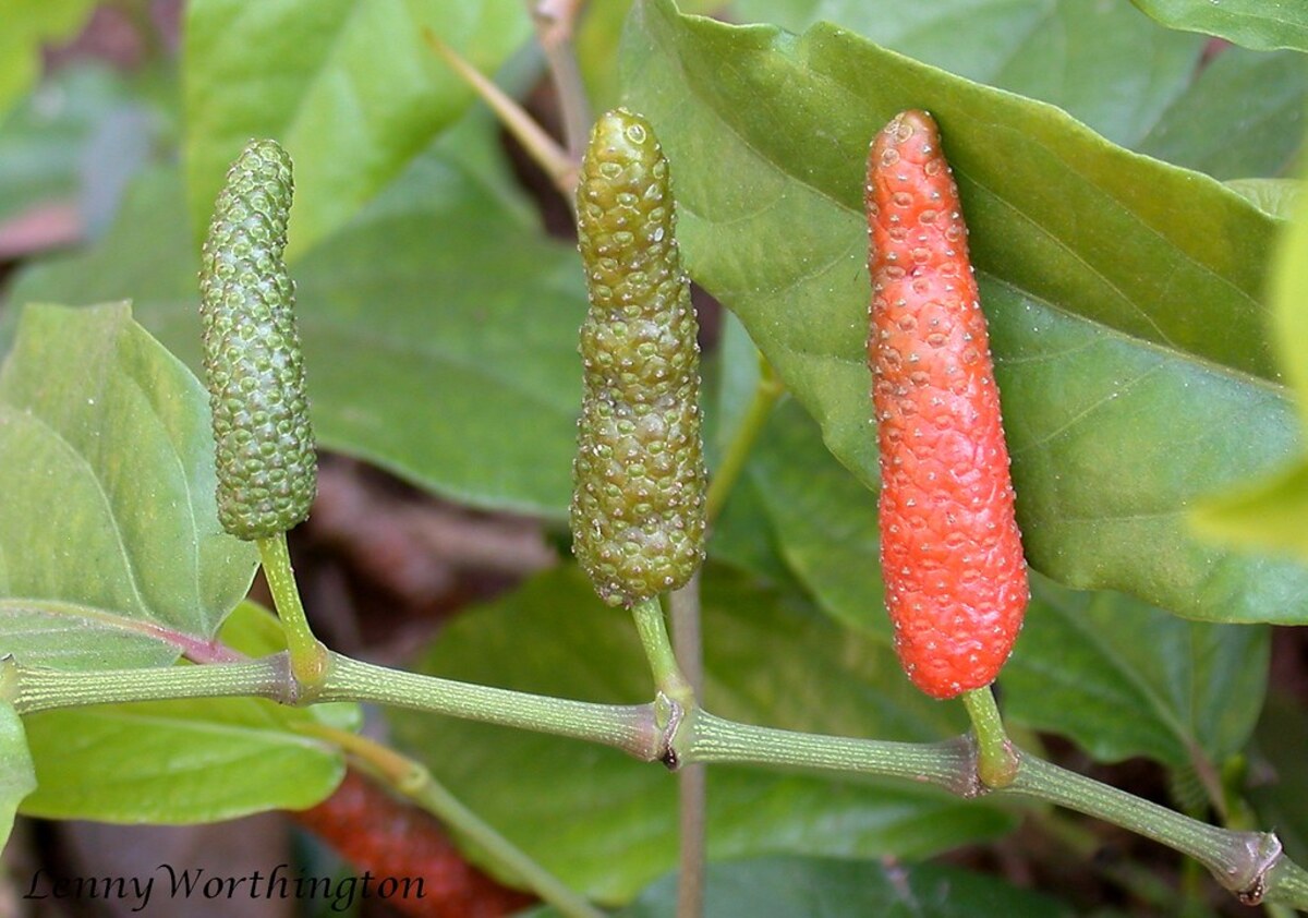 Cabai Jawa, Punya Nama Serupa tetapi Berbeda dengan Cabai pada Umumnya