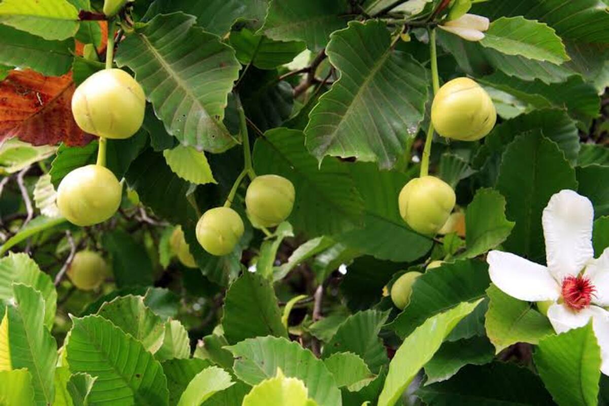 Dari Filipina ke Indonesia, Buah Simpur Tebar Manfaat bagi Kesehatan ...