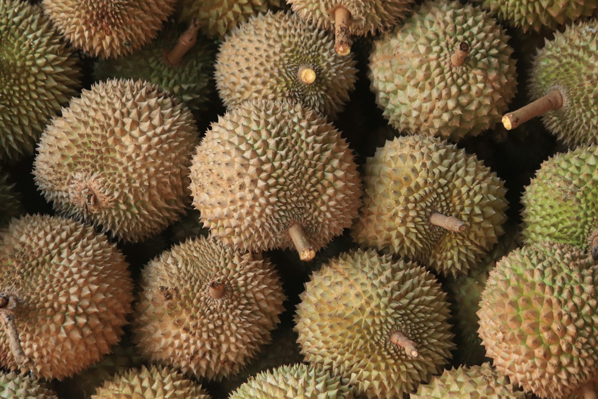 Durian, Buah Terbau di Indonesia yang digemari Masyarakat