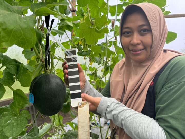 Indonesia Punya Melon Hitam, Varietas Baru Temuan Mahasiswa S3 UB