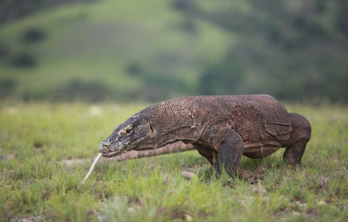 Komodo Pernah Dianggap Tidak Akan Punah pada Awal Abad ke-20, Apa Alasannya?