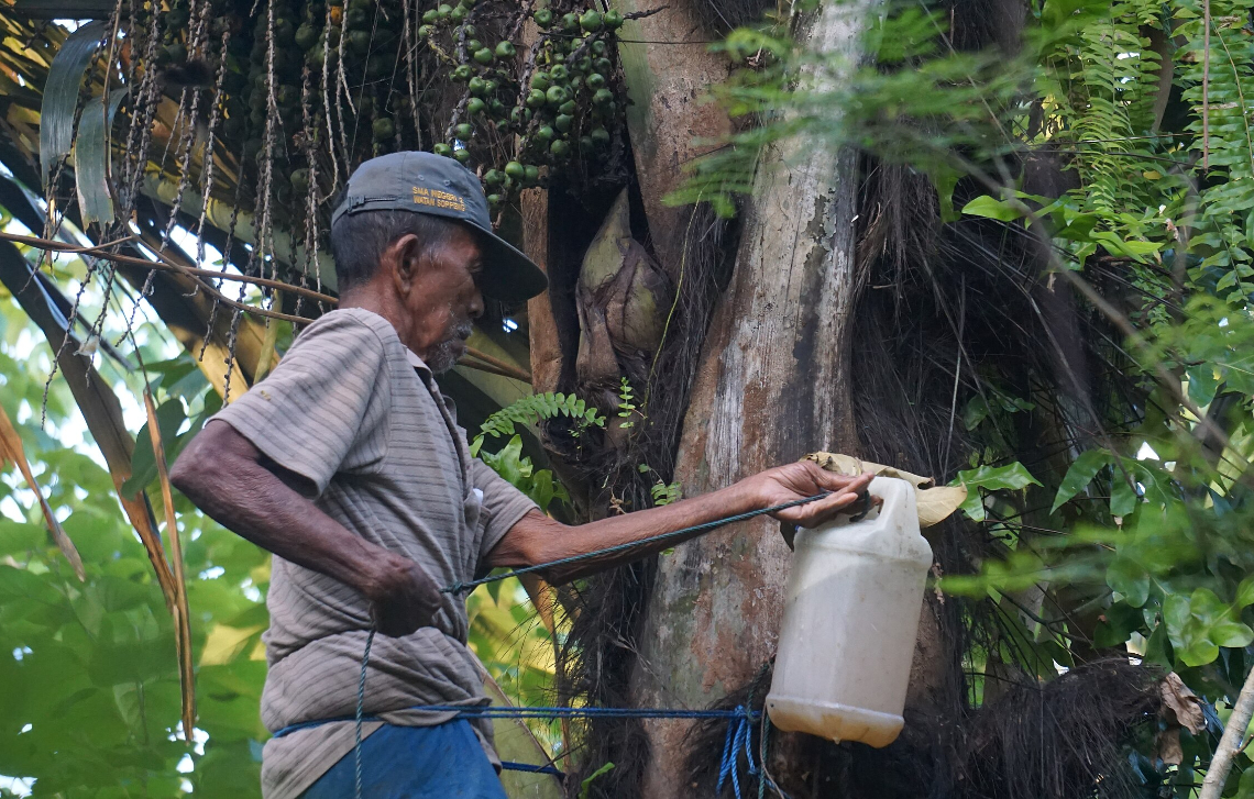 Legenda Asal Usul Pohon Aren dari Bengkulu, Awalnya Tumbuh dari Makam ...