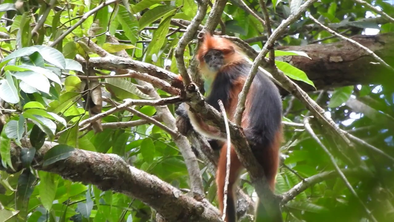 Lutung Sentarum, Primata Endemik Kalimantan yang Punya Tiga Warna