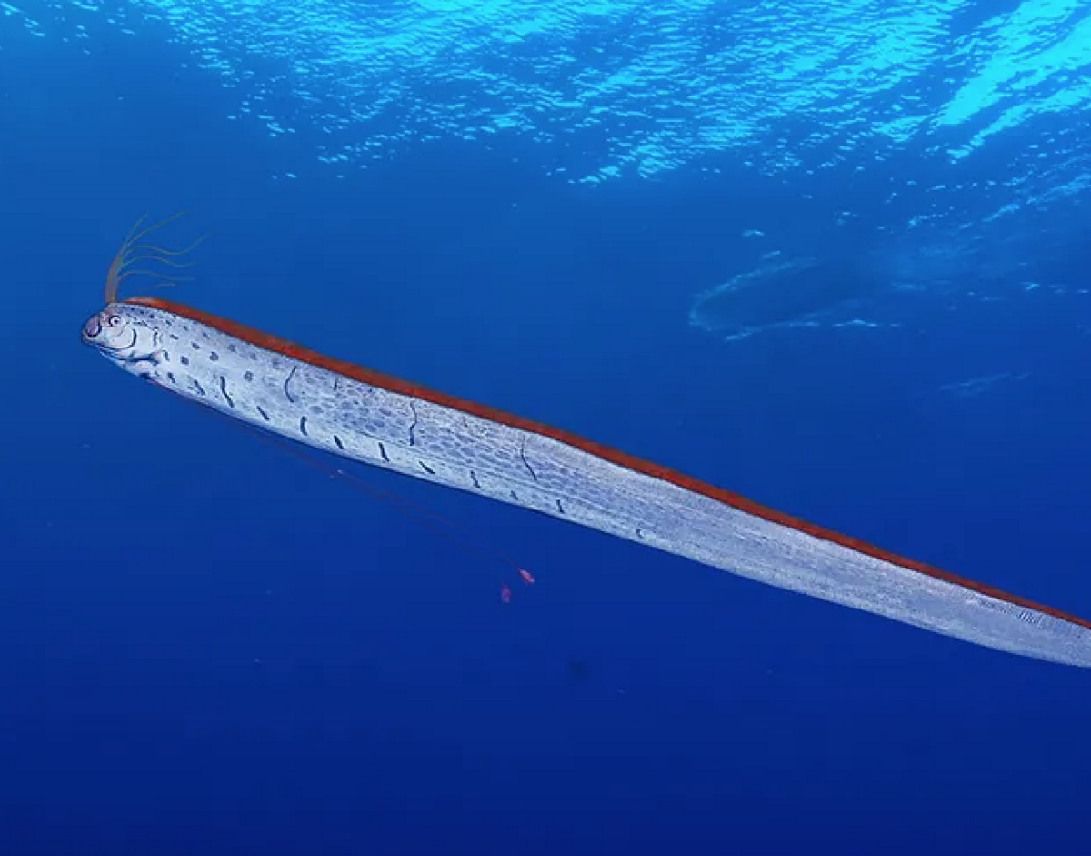 Mengenal Oarfish, Ikan Laut Dalam yang Kemunculannya Kerap Dikaitkan ...