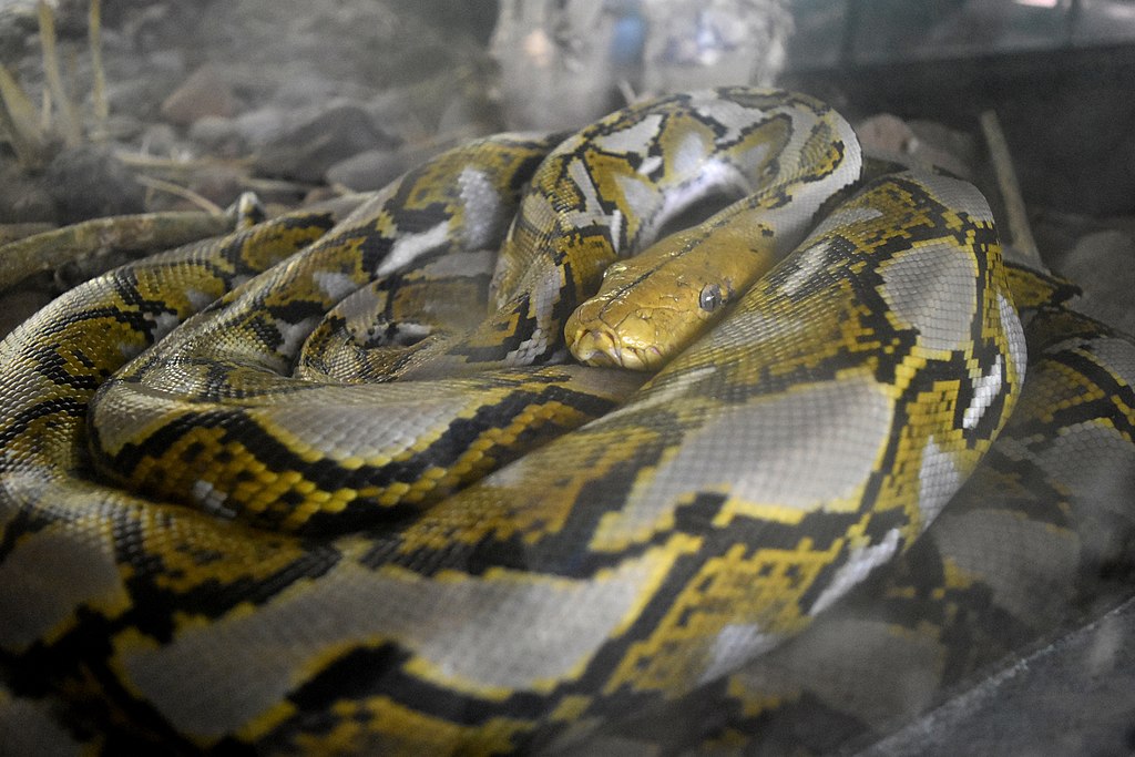 Mengenal Ular Sanca Kembang, Ular Terbesar di Indonesia