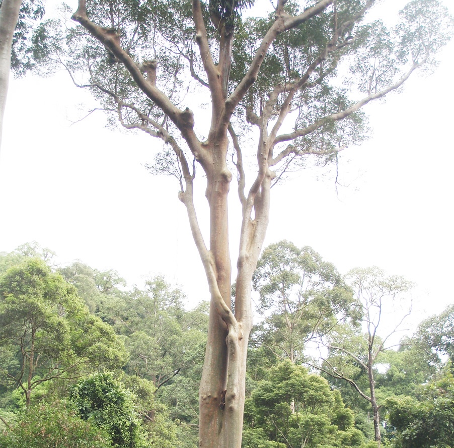 Mengenal Pohon Adat Sialang, Dirawat oleh Suku Petalangan sebagai Rumah ...