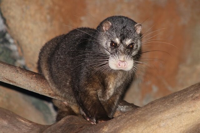 Musang Air: Sang Penjelajah Semi Akuatik dengan Keunikan yang Menakjubkan