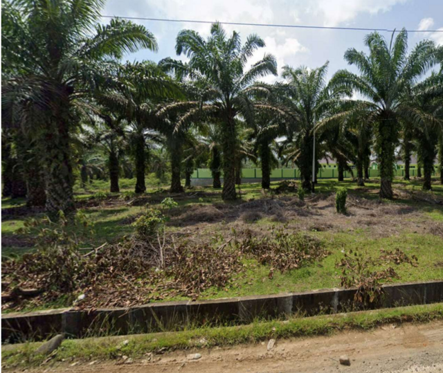 Peran Strategis Kelapa Sawit dalam Perekonomian Indonesia