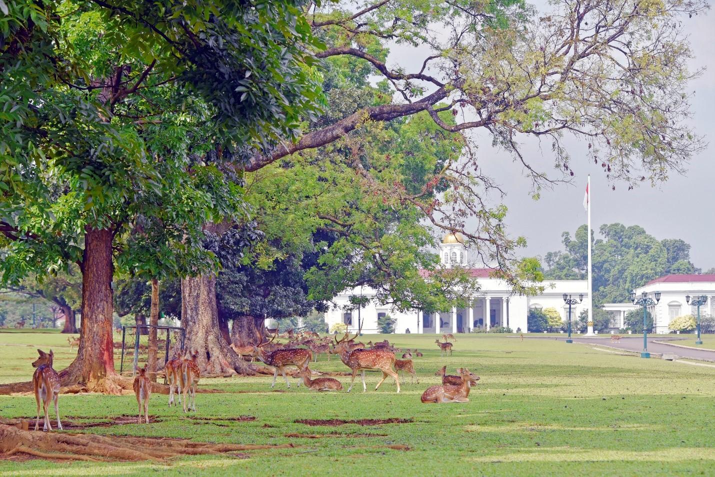 Rusa di Istana Bogor: Sejarah, Ide Penangkaran, dan Penanganan Populasi