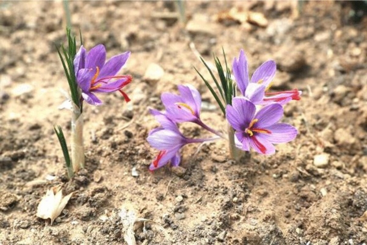 Saffron, Tanaman “Emas Merah” yang Kaya Manfaat