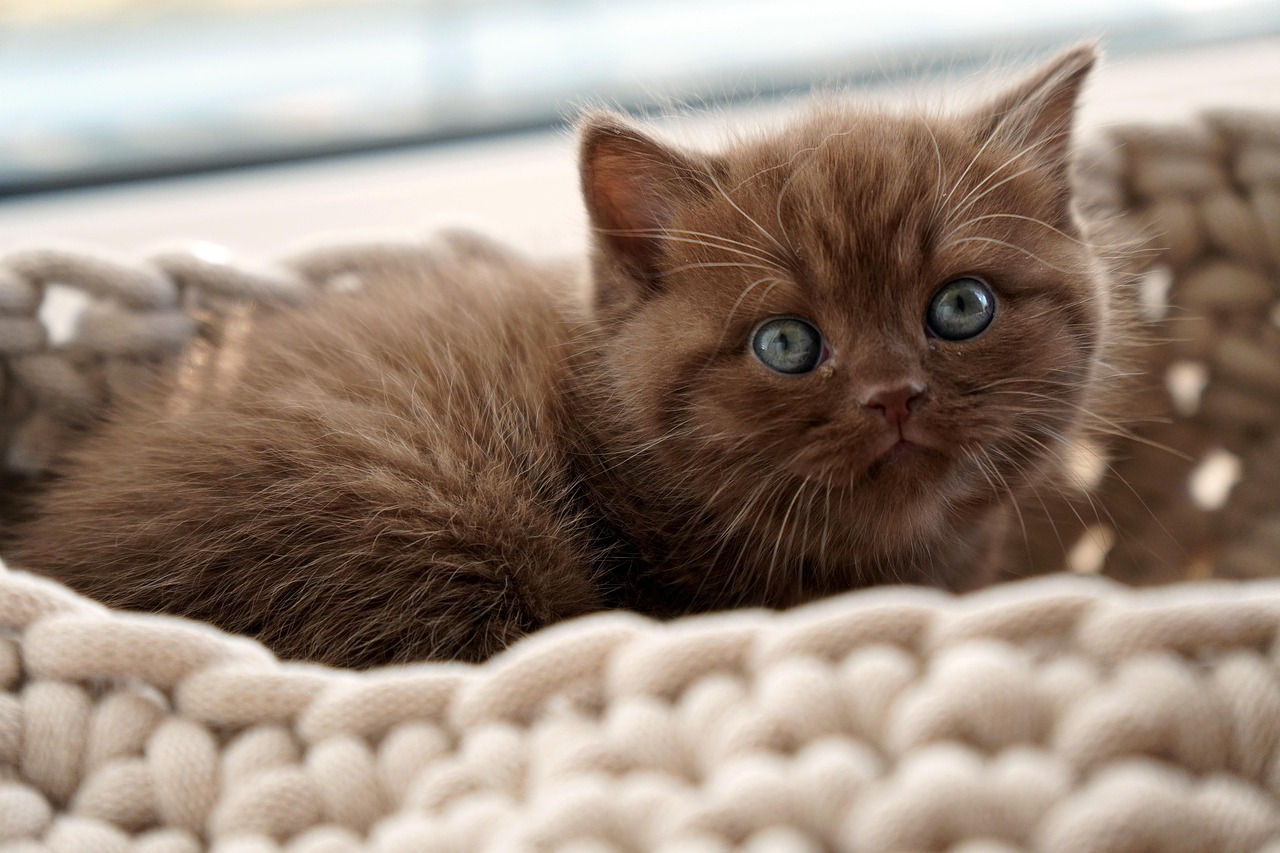Tanda Penyakit FLUTD, Waspada Sering Buang Air Kecil pada Kucing!