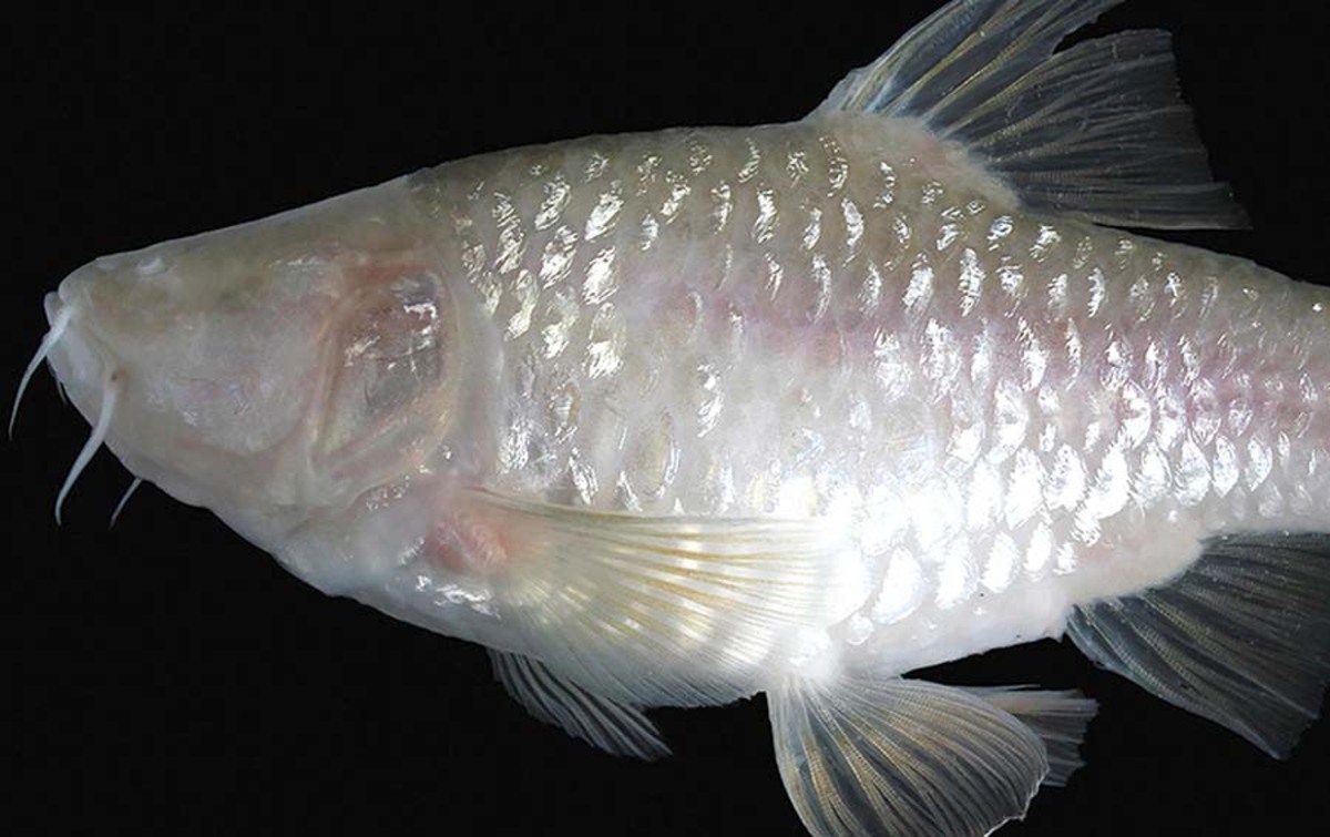 Spesies Baru Ikan Wader Ditemukan di Gua Karst Klapanunggal Bogor ...