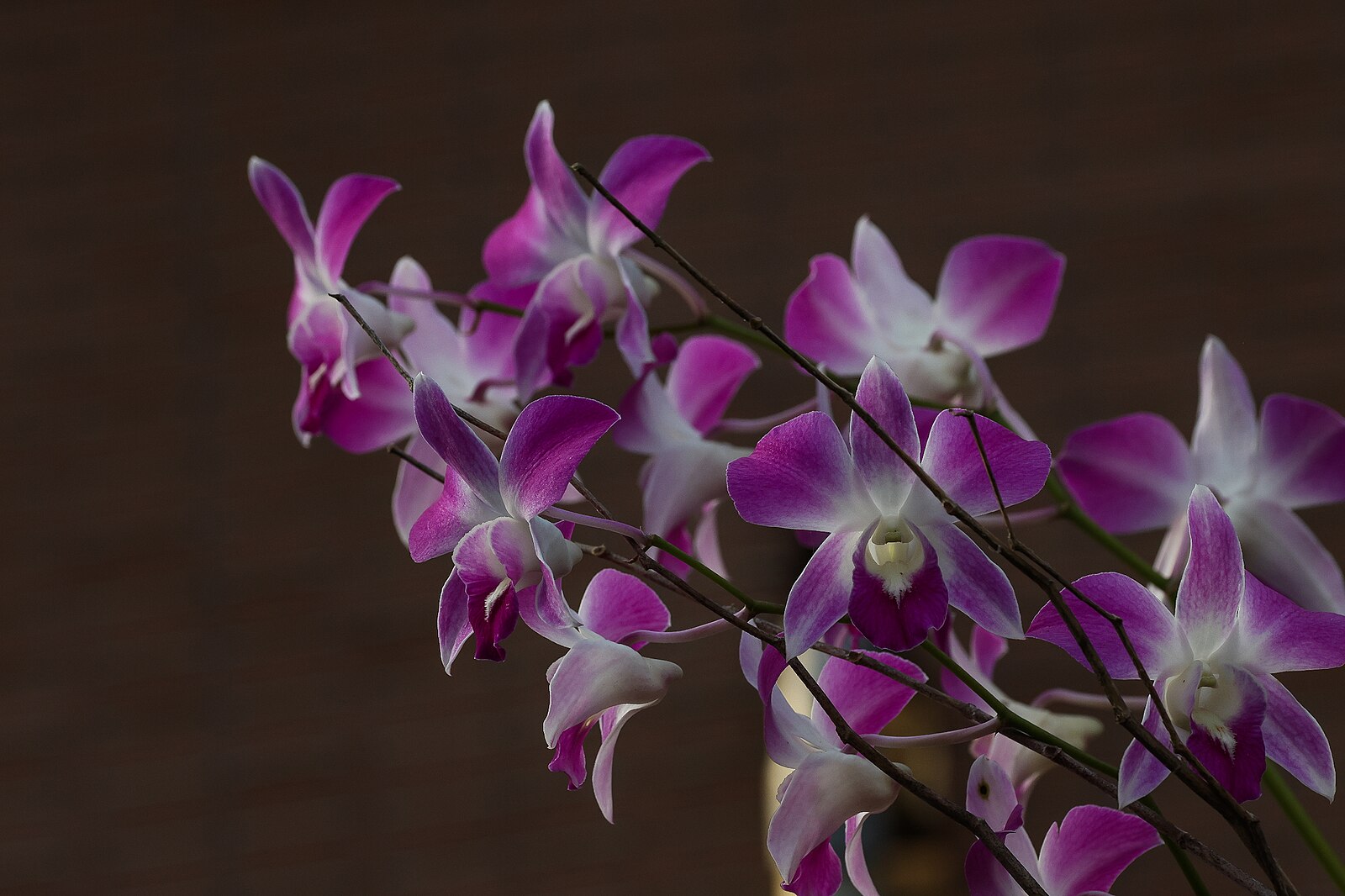 Anggrek Larat, Pesona Tanaman Endemik Langka dari Maluku