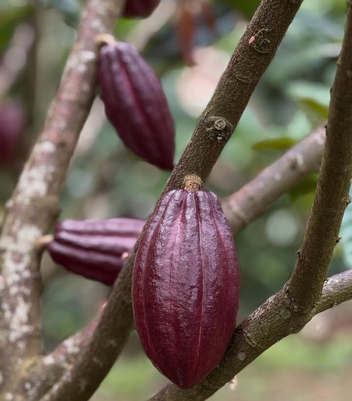 Desa Coklat Bali: Wajah Baru DSA Tua Petiga