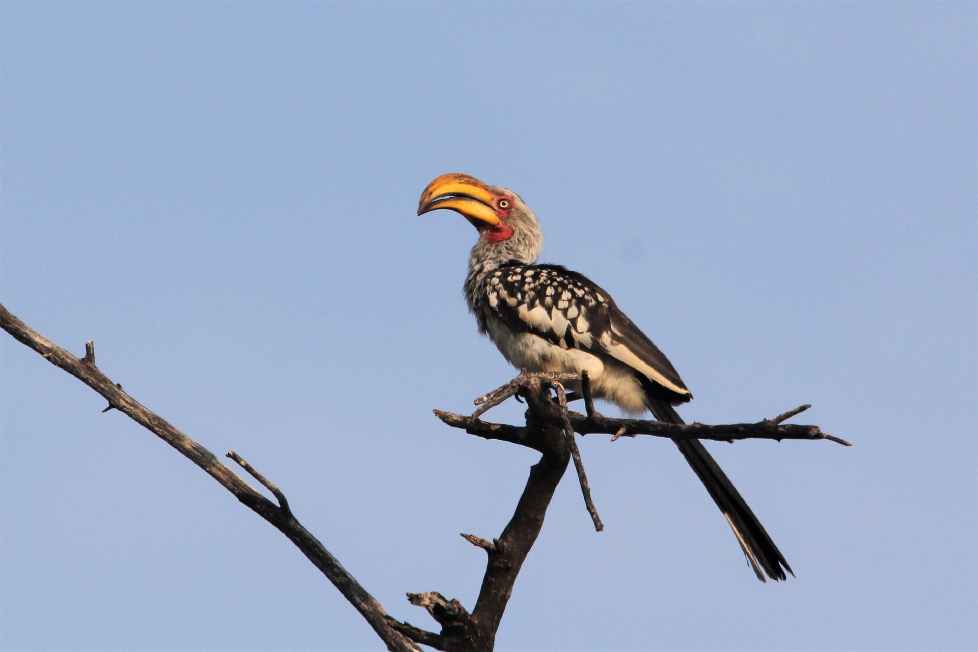 Rangkong Badak, Burung yang Disakralkan Masyarakat Dayak