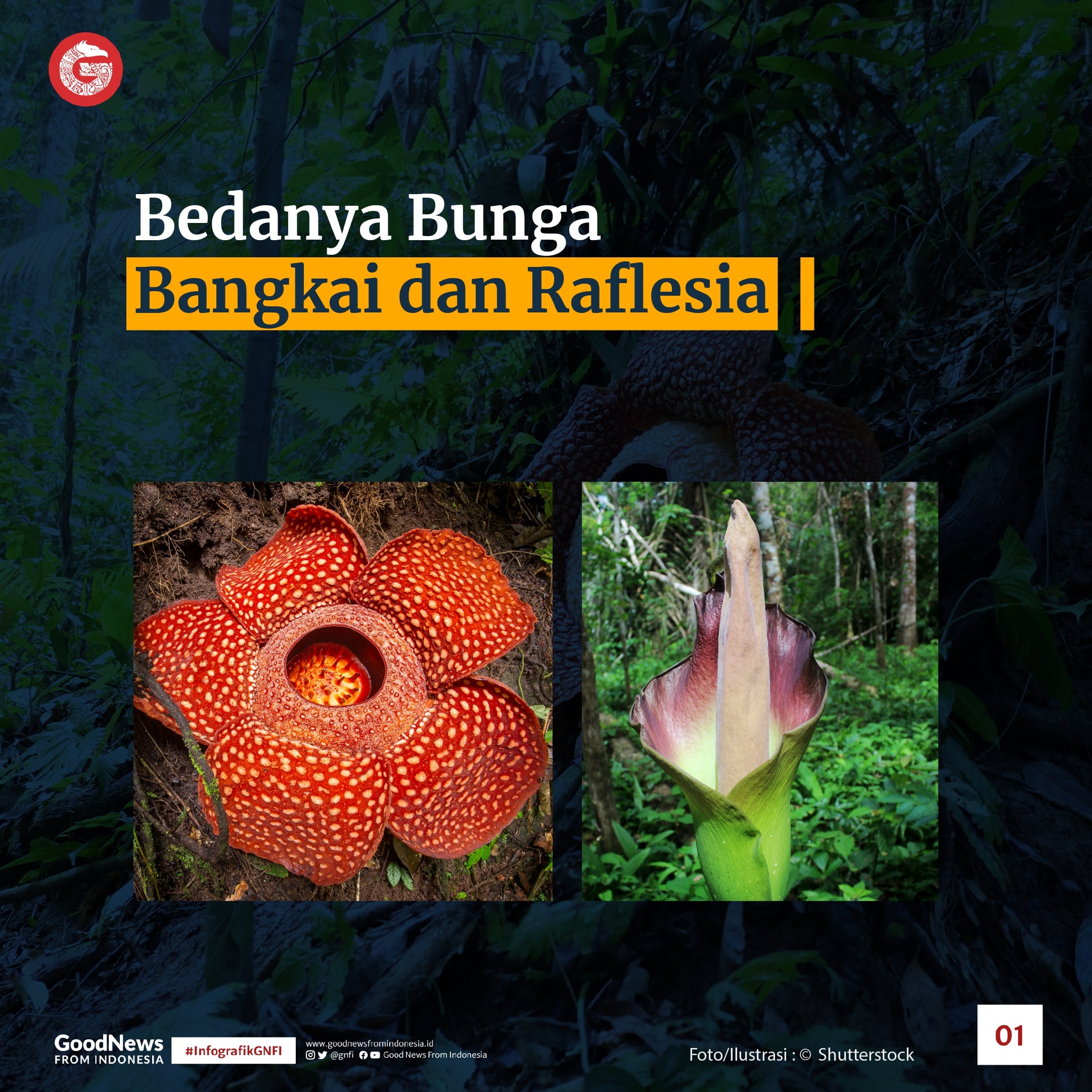 Bedanya Bunga Bangkai dan Raflesia