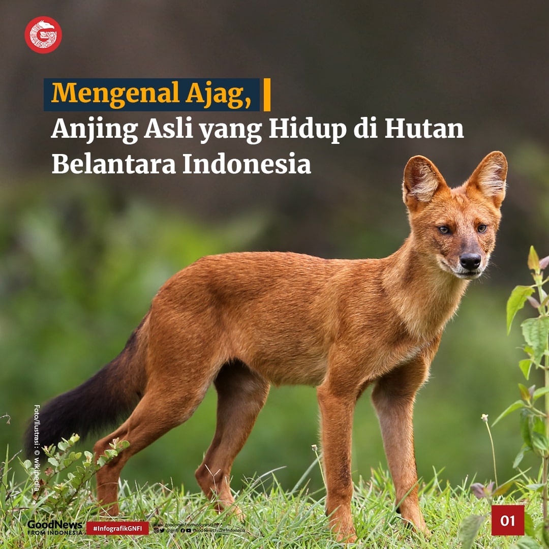 Mengenal Ajag, Anjing Asli Belantara Indonesia