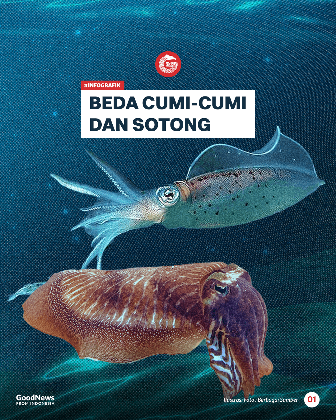 Perbedaan Cumi dan Sotong