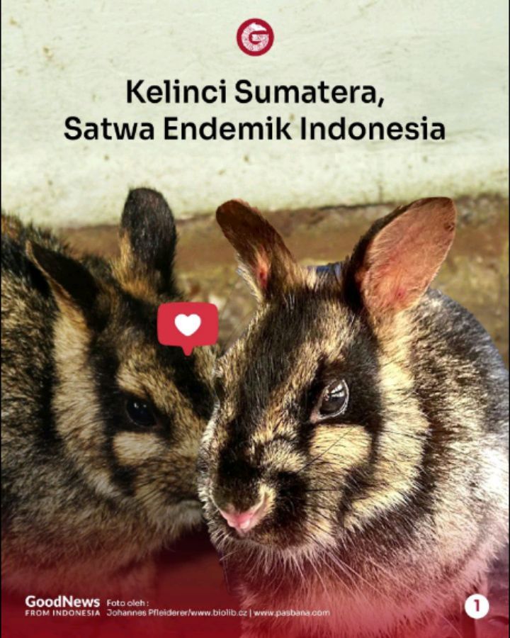 Kelinci Sumatra, Satwa Endemik Indonesia yang Dilindungi