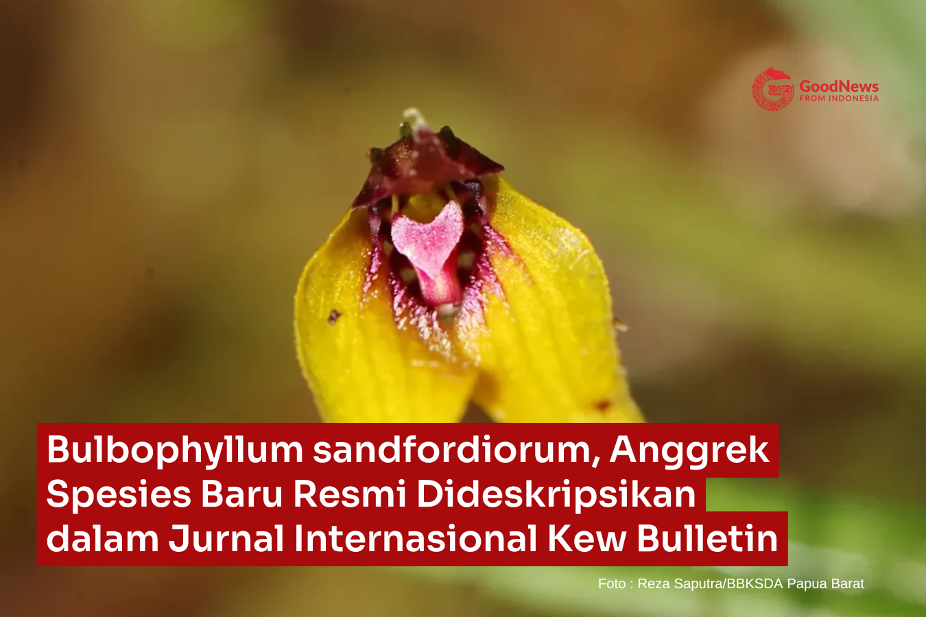 Bulbophyllum sandfordiorum, Anggrek Spesies Baru Resmi Dideskripsikan ...