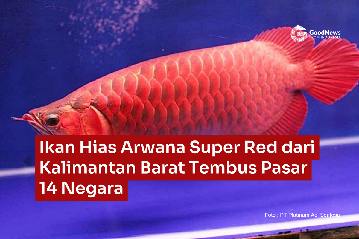 Ikan Arwana Super Red Kalimantan