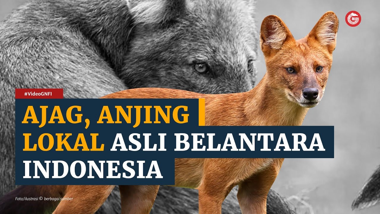 Anjing Asli Indonesia, Ajag