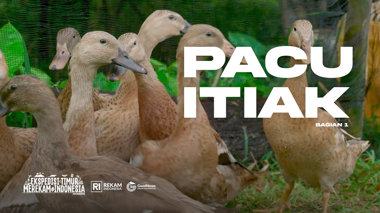 Lewat Pacu Itiak, Terjalin Kedekatan Sosial Antar Masyarakat